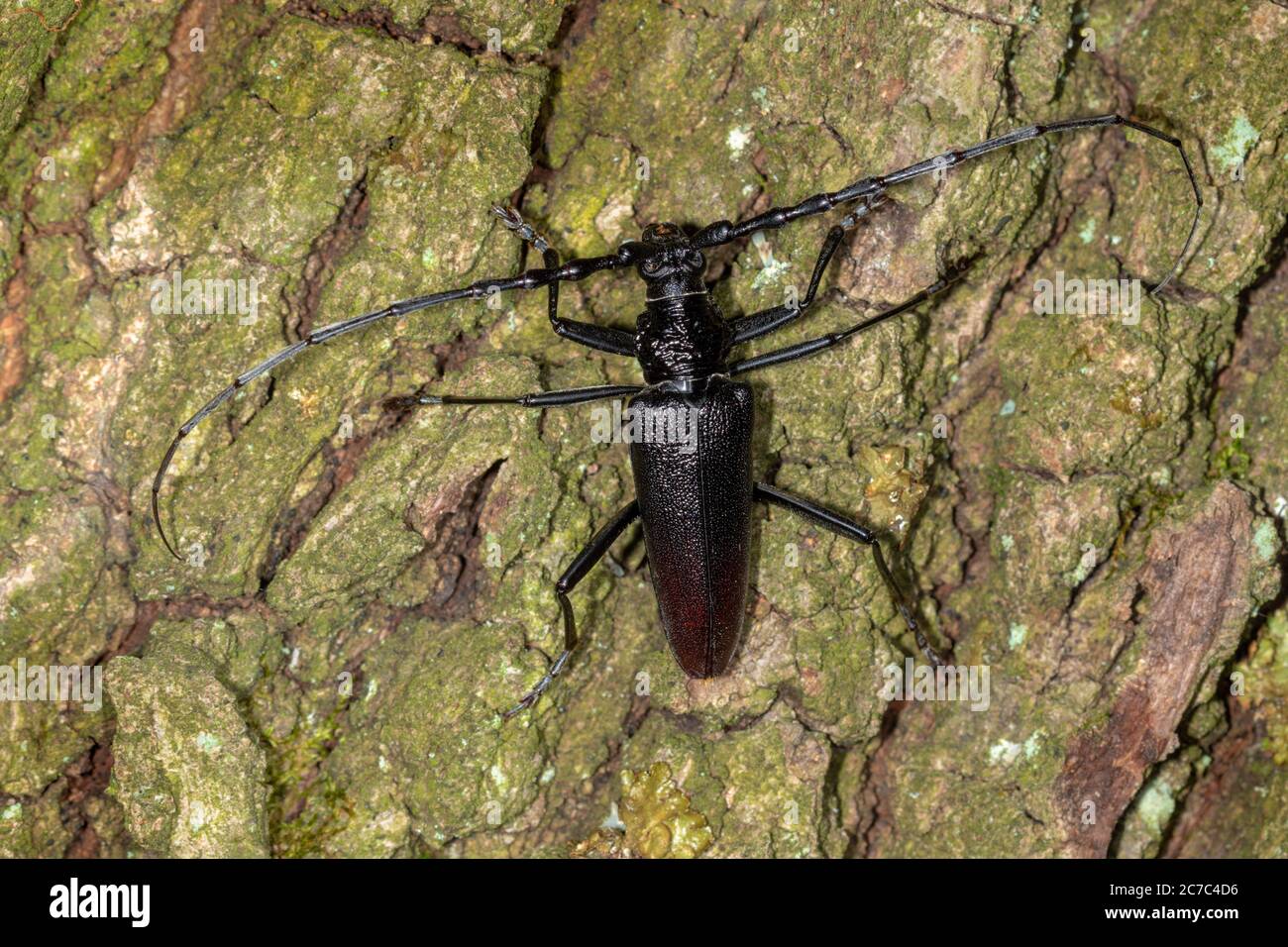 Black cerambyx hi-res stock photography and images - Alamy