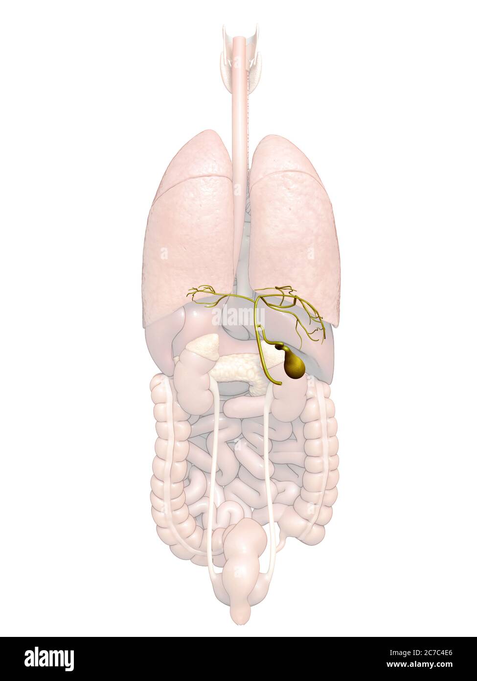 Gallbladder anatomy hi-res stock photography and images - Alamy