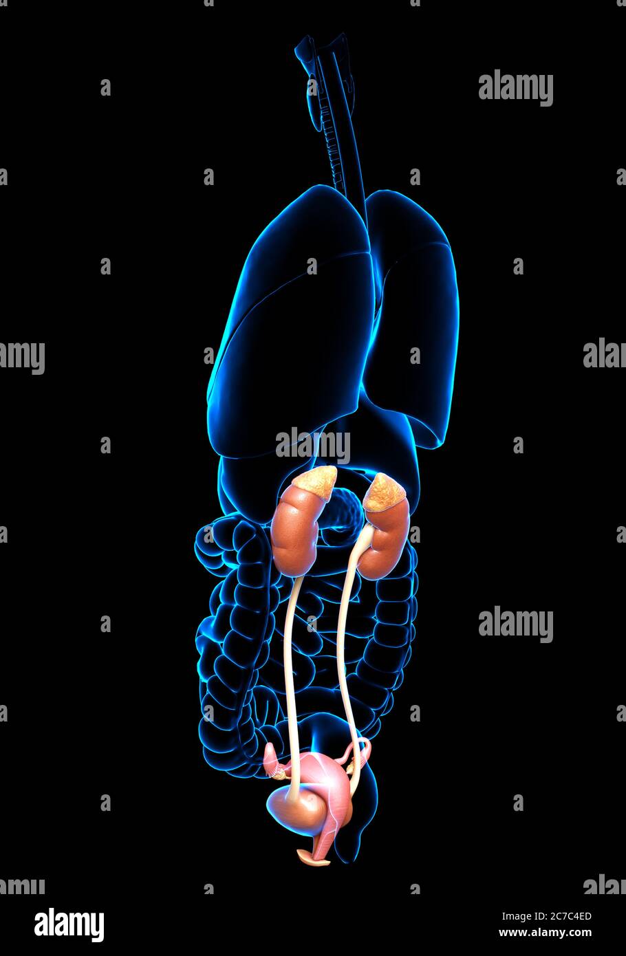 3d rendered, medically accurate illustration of the female kidneys and ...
