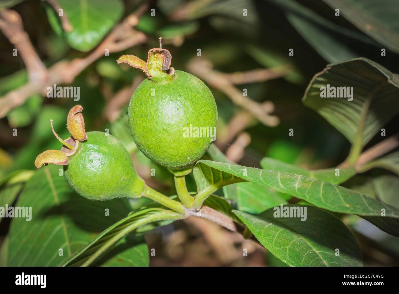 A guava (Psidium guajava) fruit and plant growing, Uganda, Africa Stock ...