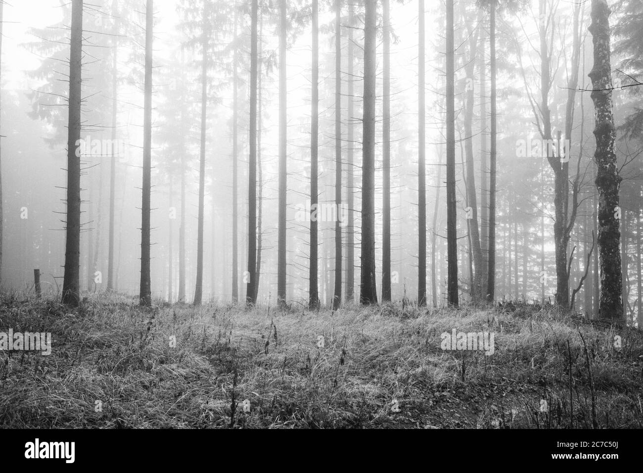 Horizontal greyscale shot of a foggy forest full of leafless trees ...