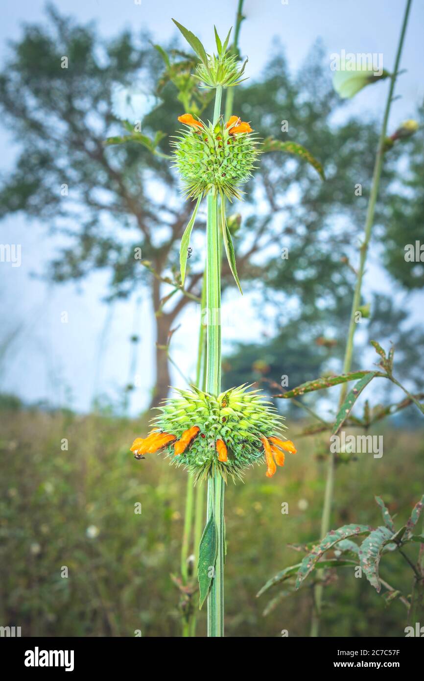 A lion's tail or wild dagga (Leonotis leonurus) flower on the plant ...