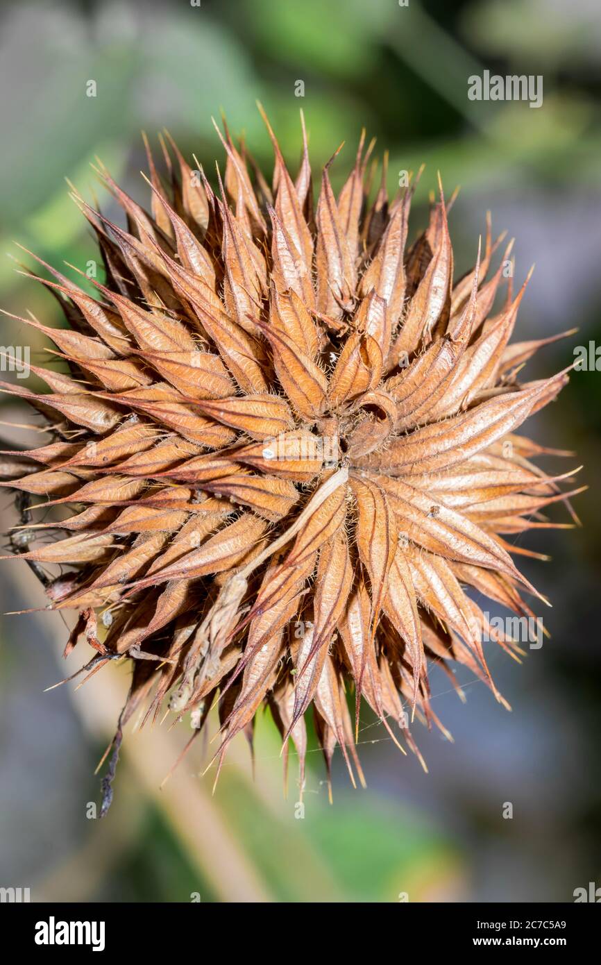A lion's tail or wild dagga (Leonotis leonurus) flower on the plant ...