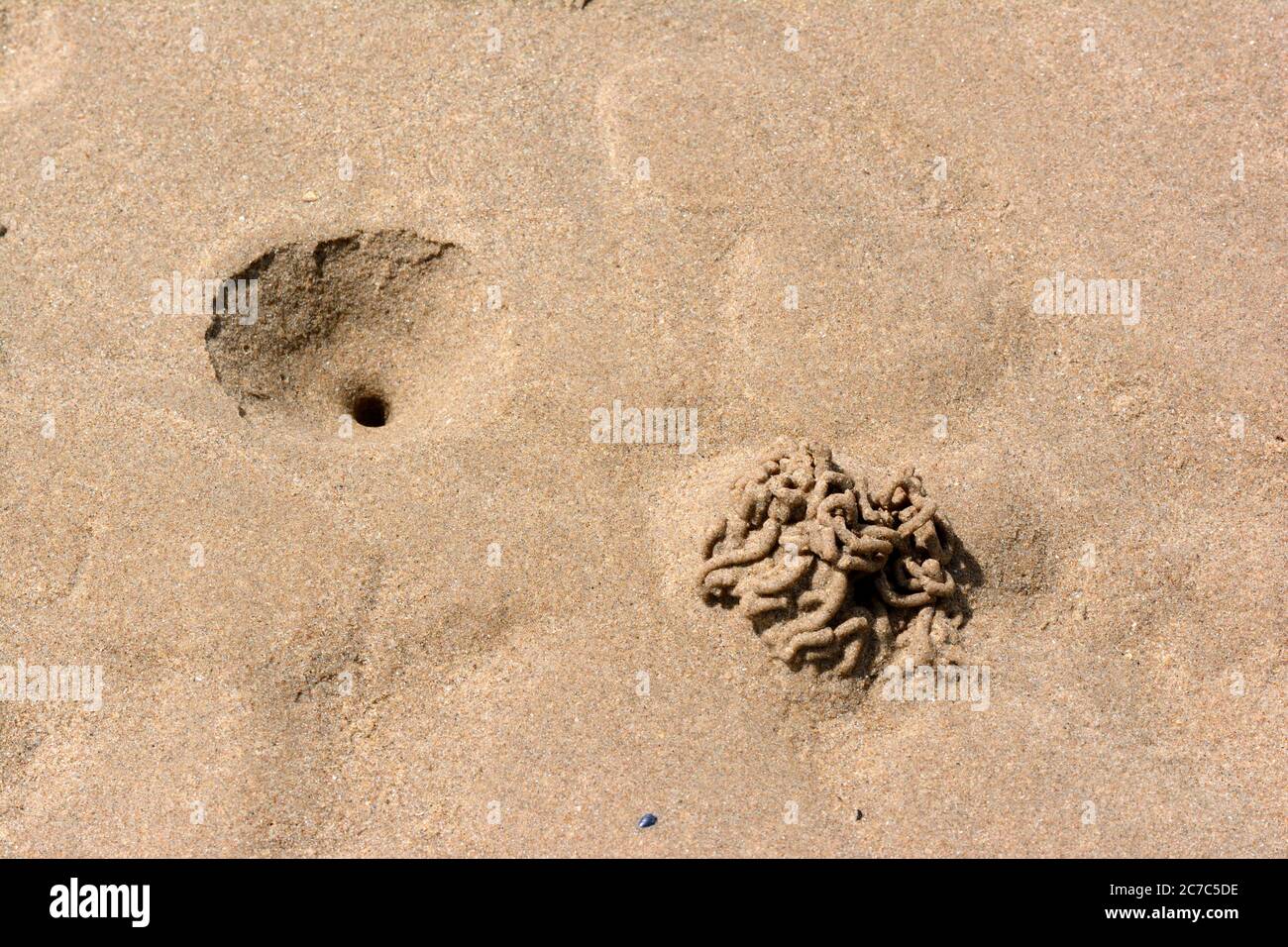 Lugworm cast on the beach sandworm Arenicola marina Stock Photo - Alamy
