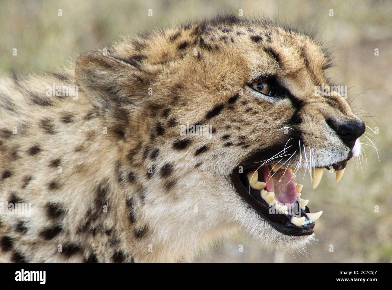 Cheetah Teeth Closeup High Resolution Stock Photography and Images - Alamy