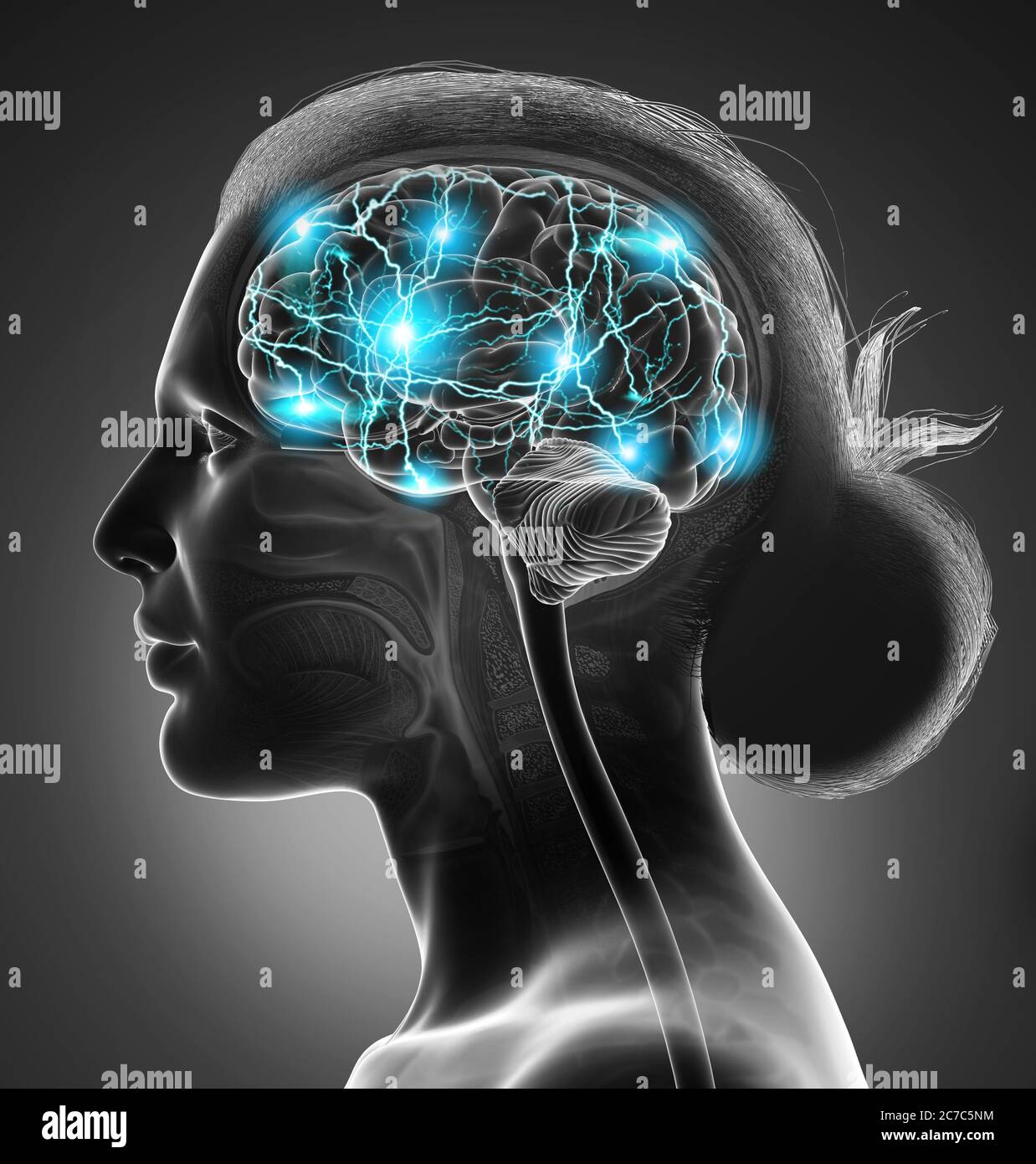 3d rendered, medically accurate illustration of a female active brain ...