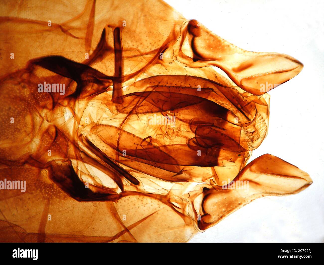 Histology slides hi-res stock photography and images - Alamy