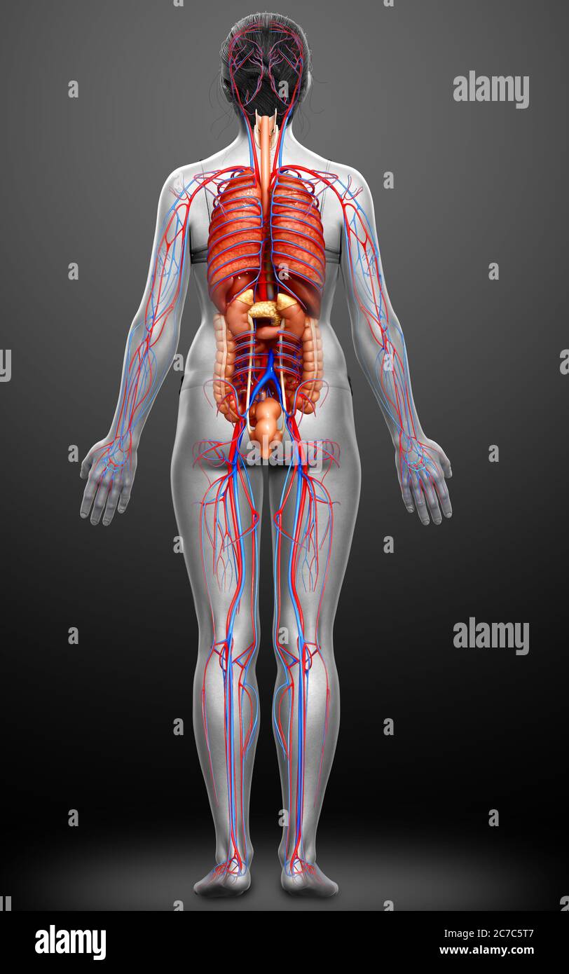 3d rendered medically accurate illustration of the female circulatory ...