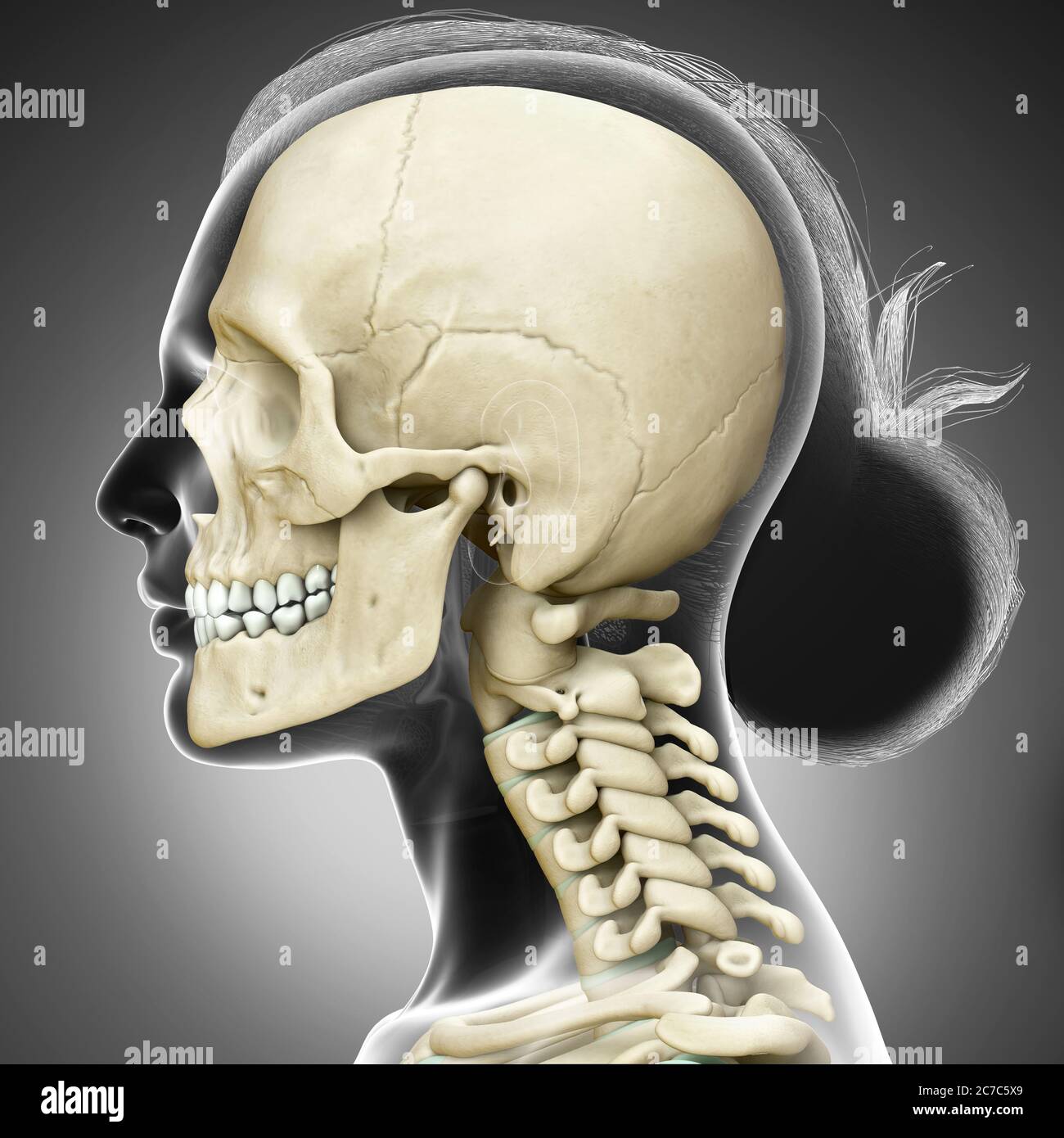 Scull hands hi-res stock photography and images - Alamy