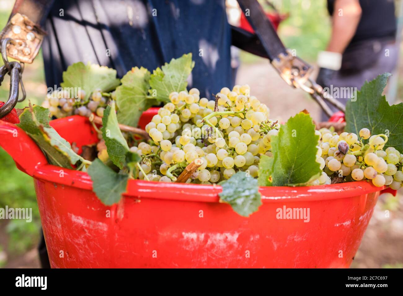White grape harvest in south of Apulia region, Italy Stock Photo - Alamy
