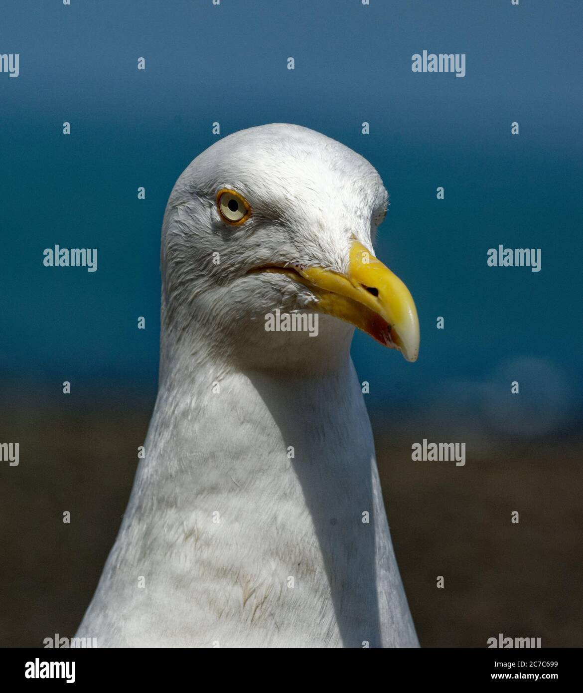 Herring Gull (Larus argentatus) Adult head portrait with blue ...