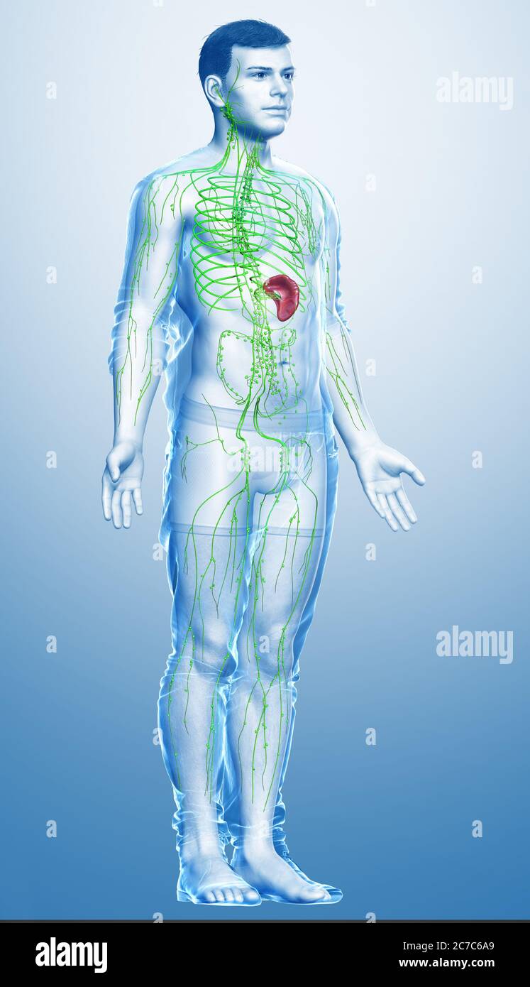 3d rendered medically accurate illustration of a male lymphatic system ...
