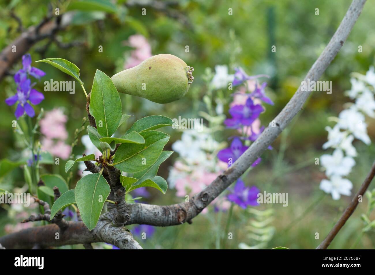 Fruit of immature pear on a branch of the tree with flowers on the ...