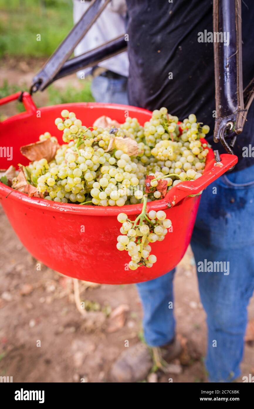White grape harvest in south of Apulia region, Italy Stock Photo - Alamy