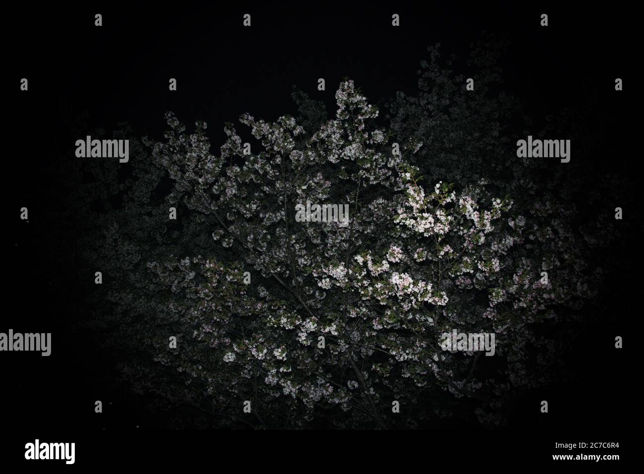 Pink tree leaves with moon hi-res stock photography and images - Alamy