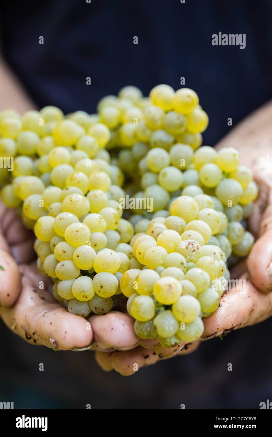 White grape in hand hi-res stock photography and images - Alamy