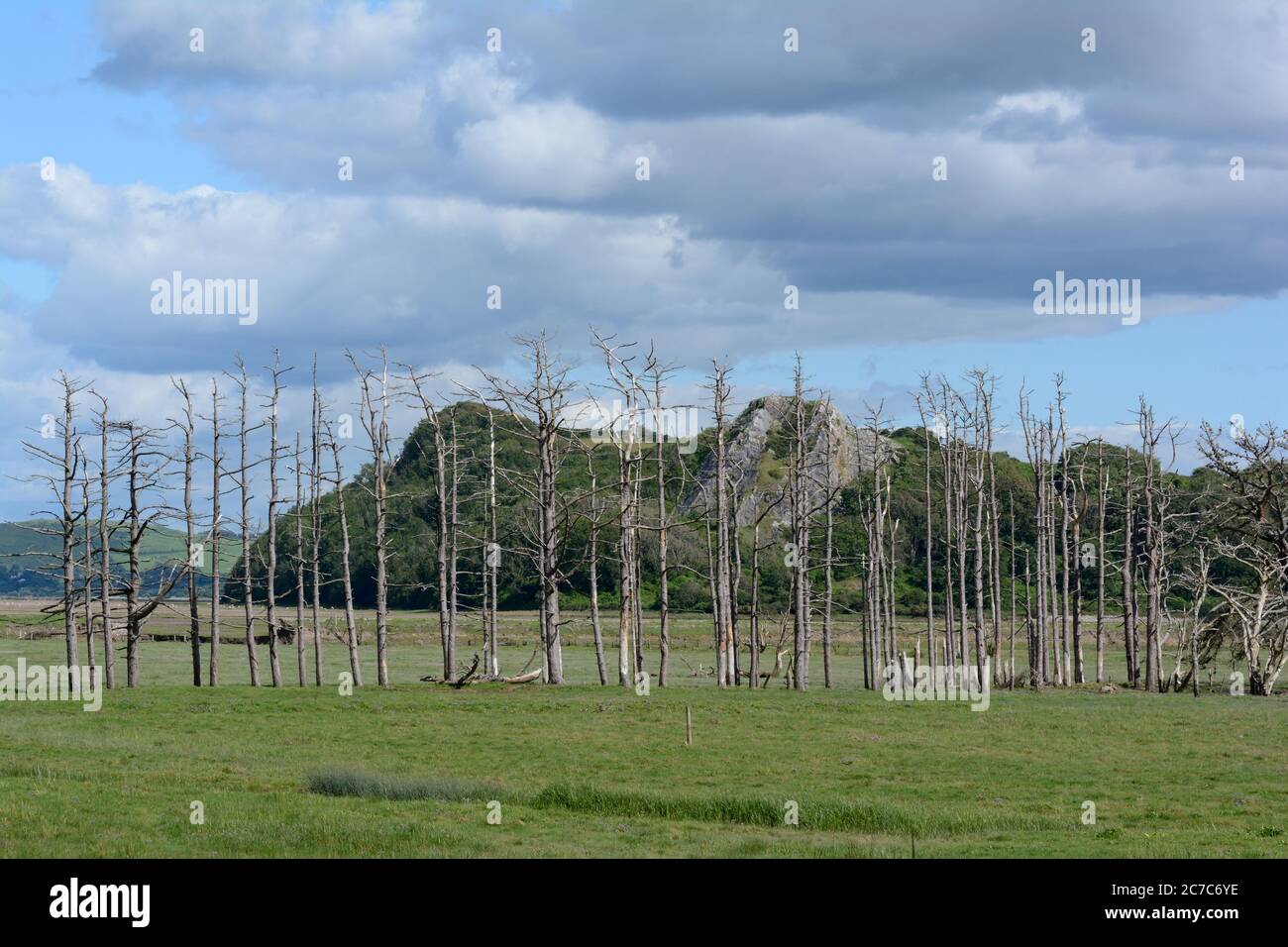 Trees destroyed by sea water caused by a breached sea wall Cwm Ivy salt ...