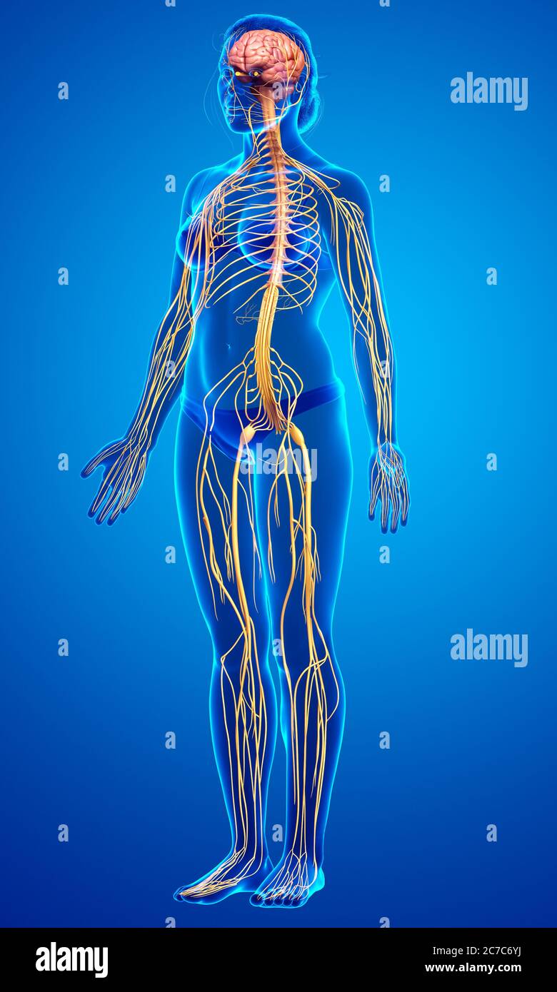 3d rendered medically accurate illustration of a female nervous system ...