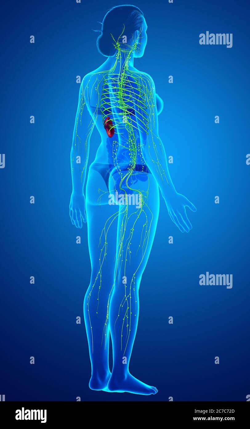 3d rendered medically accurate illustration of a female lymphatic ...