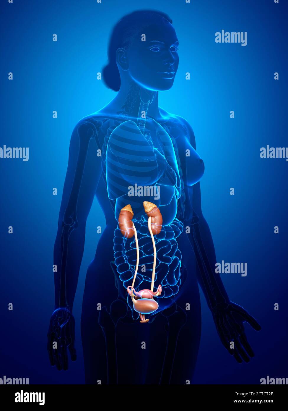 3d rendered, medically accurate illustration of female kidneys Stock ...