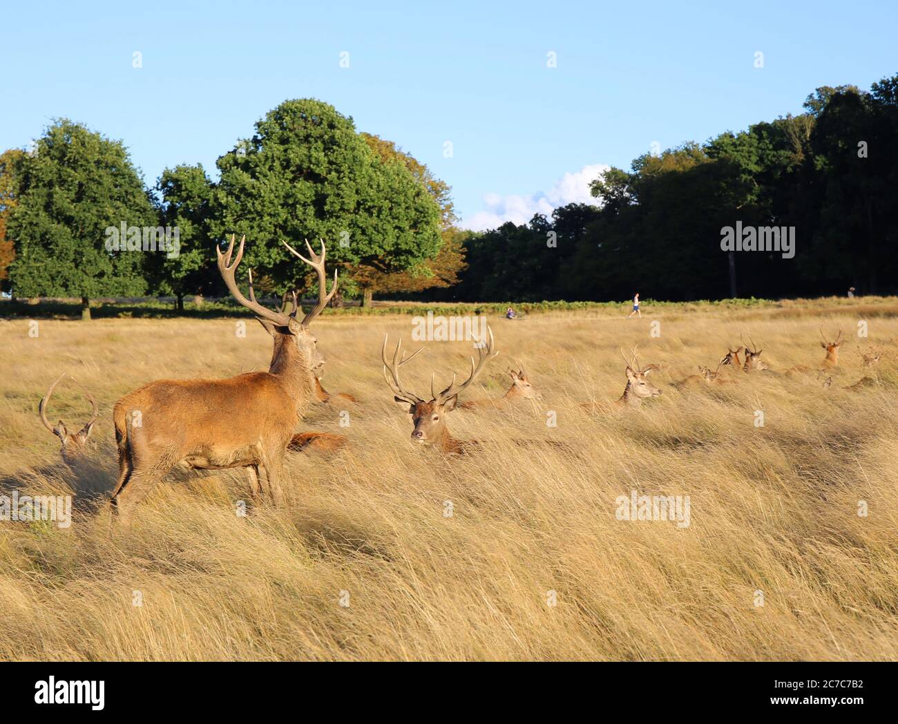 Beautiful stag and deer in Richmond park, London Stock Photo - Alamy