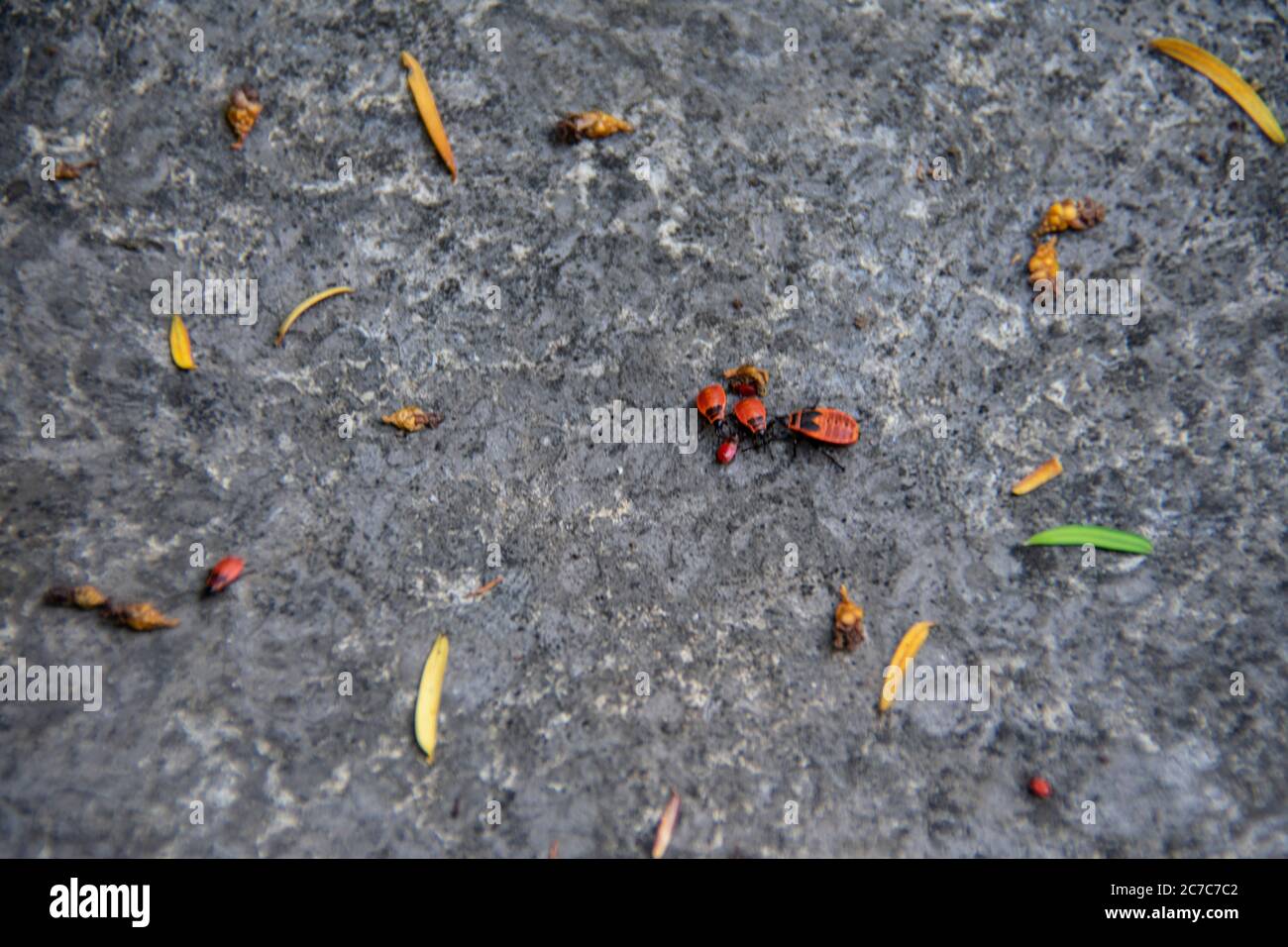 Red insects crawling around on stone in Weissensee Jewish cemetery ...