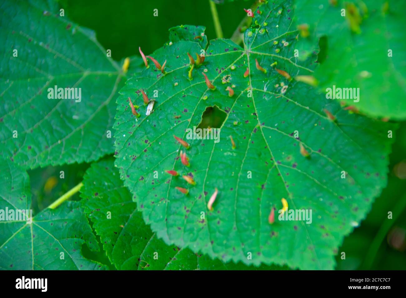 Insect pests eating Lime Bush tree in Weissensee Cemetery Berlin Stock ...