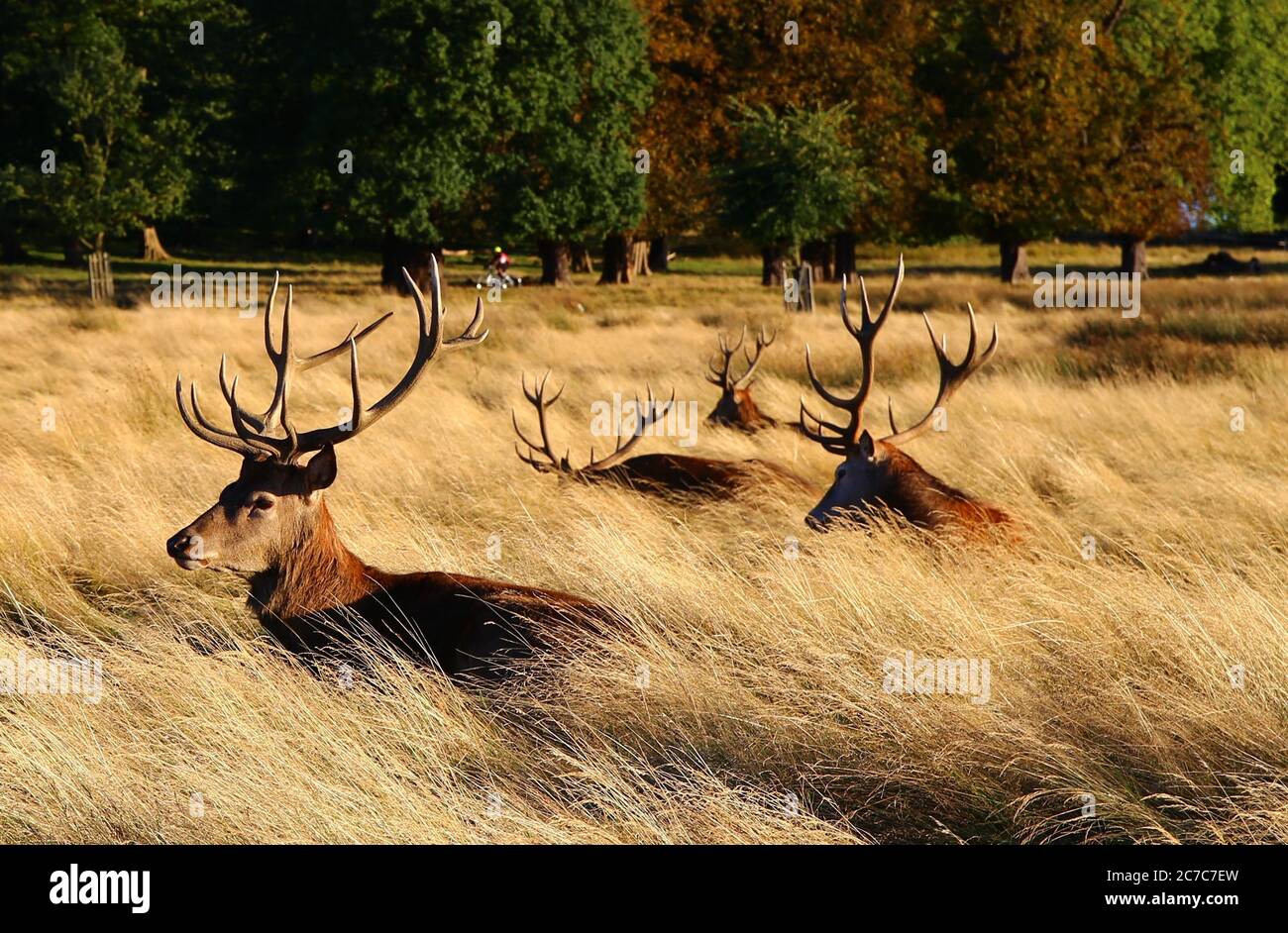 Beautiful stag and deer in Richmond park, London Stock Photo - Alamy