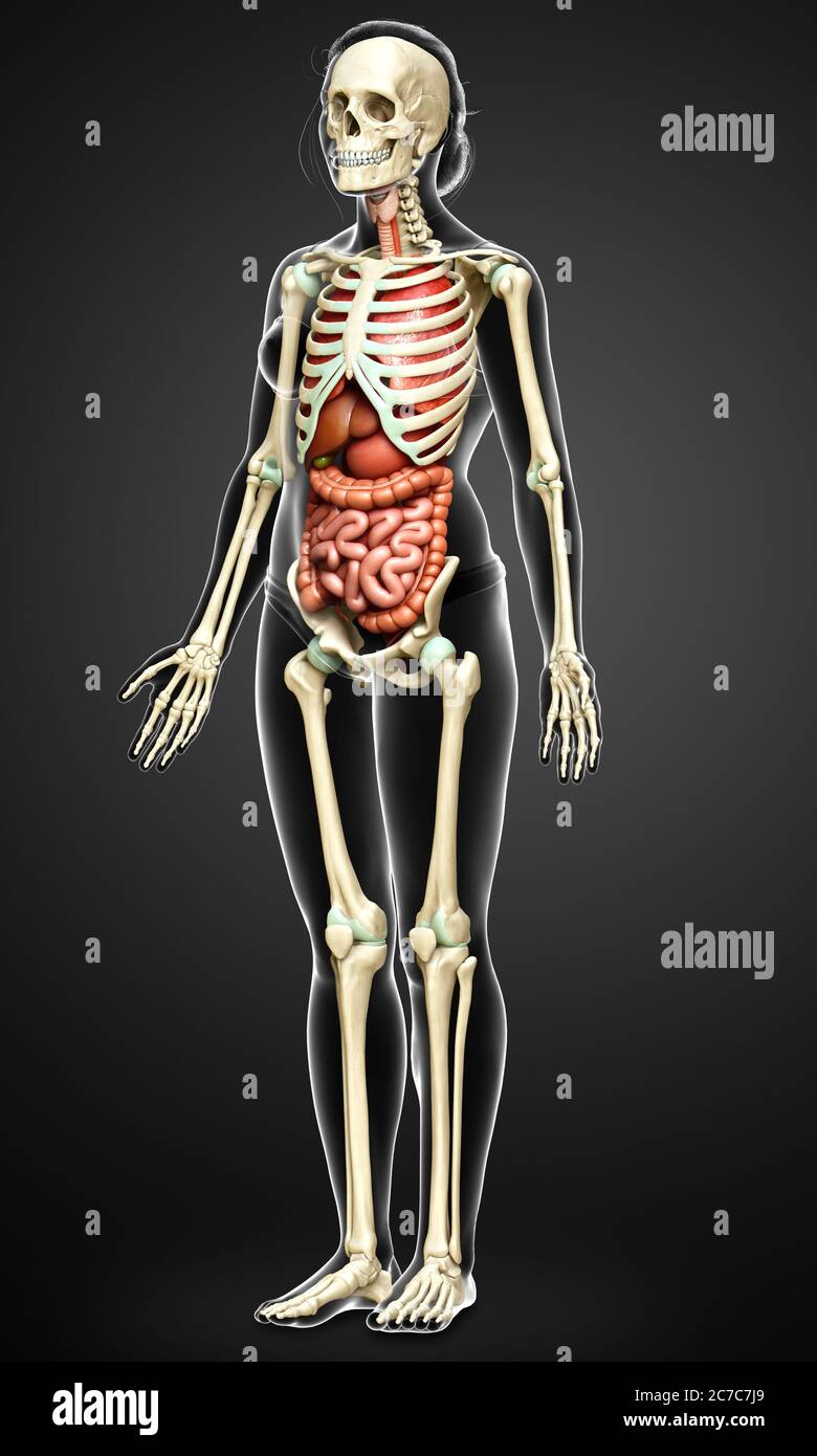 3d rendered medically accurate illustration of female Internal organs ...
