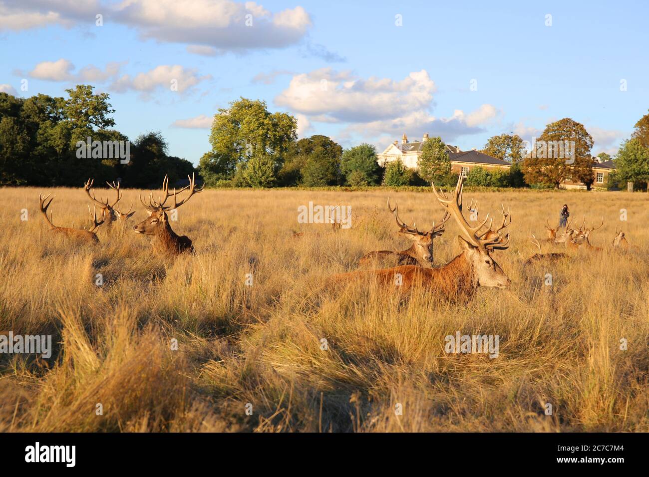 Beautiful stag and deer in Richmond park, London Stock Photo - Alamy