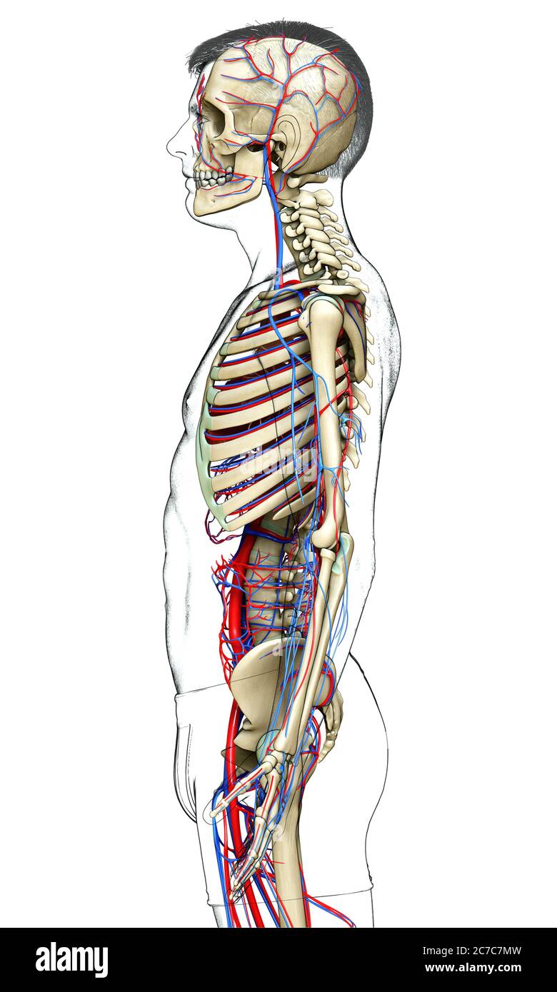 3d rendered medically accurate illustration of the male circulatory and ...