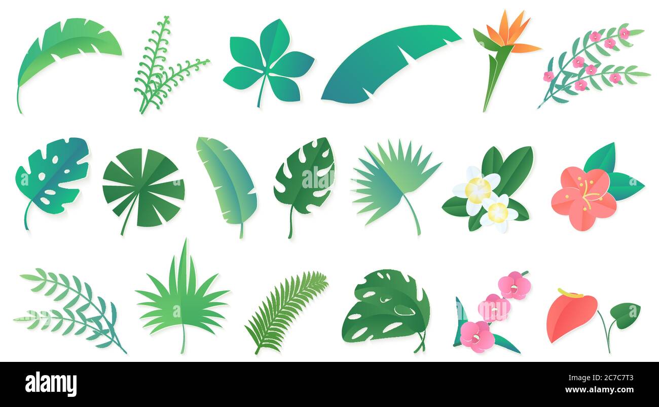 Tropical Rainforest Flowers Clipart