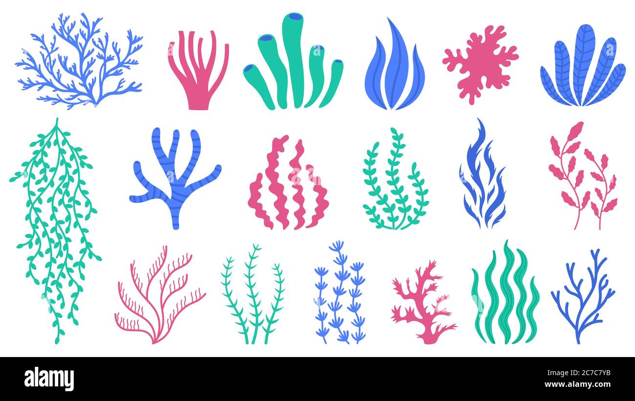 Sea Plants Drawing