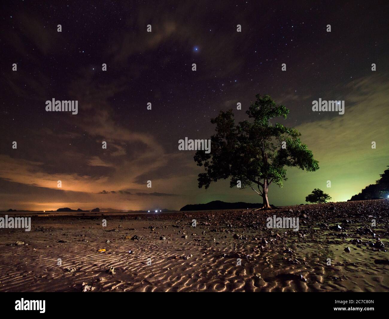 Landscape shot of a sandy area with a big tree growing in the middle ...