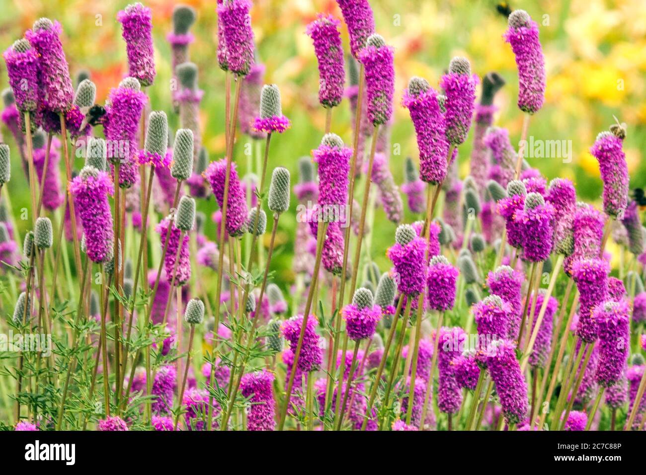 Dalea purpurea 'Stephanie' Violet Prairie Clover Petalostemon purpureum ...
