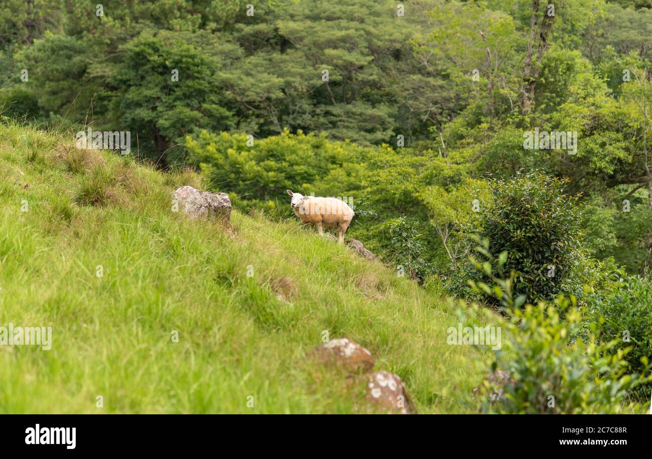 Sheep of a breed originally from Uruguay with the ability to produce ...