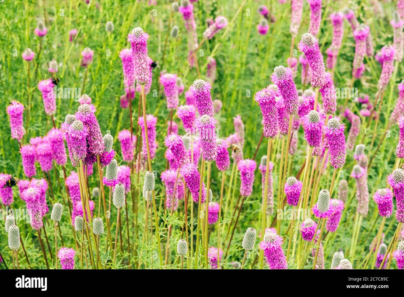 Purple clover flower hi-res stock photography and images - Alamy