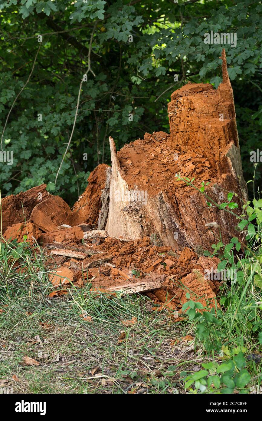 Rotting stump bore holes in wood hi-res stock photography and images ...