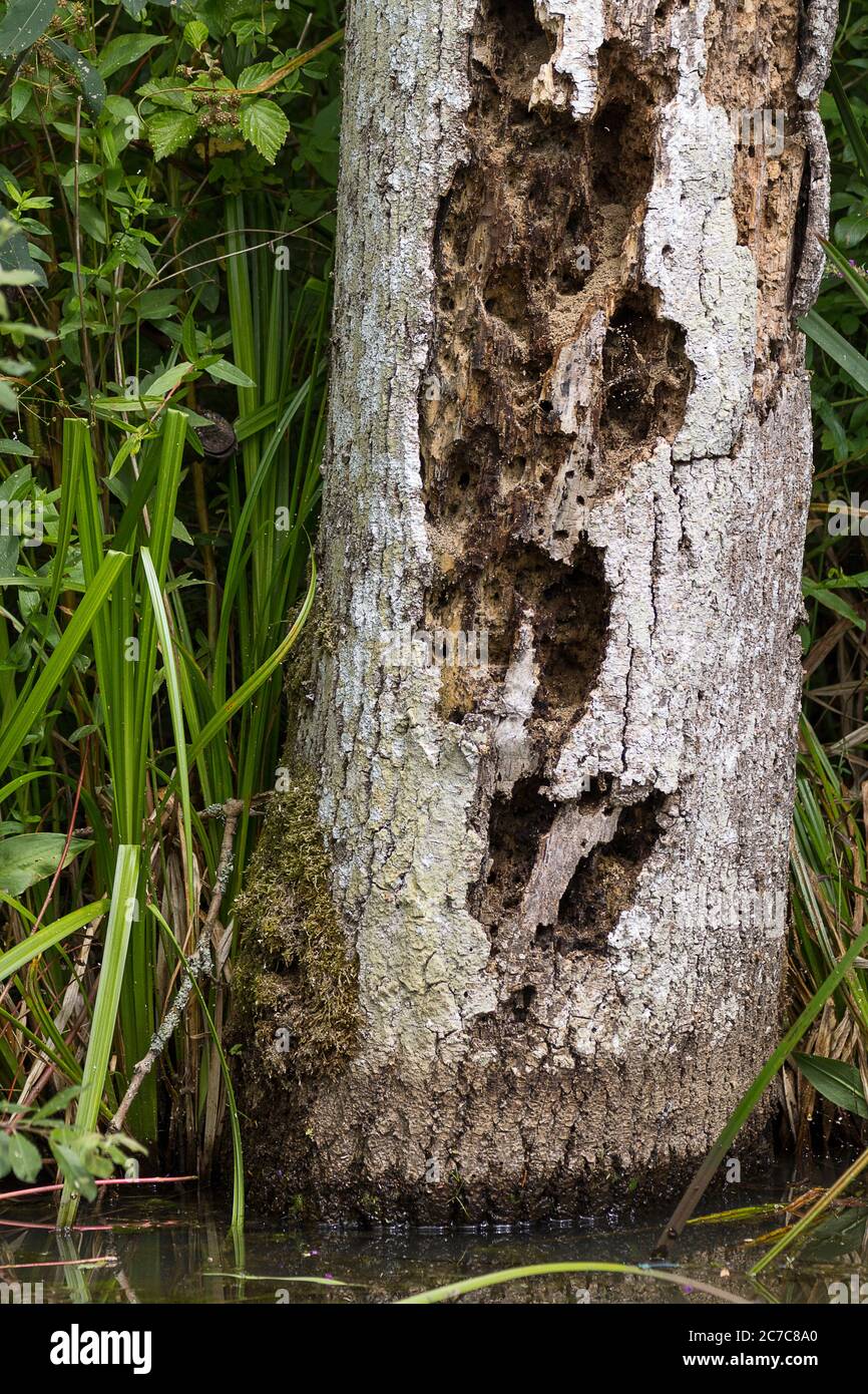 Dead And Rotten Tree High Resolution Stock Photography and Images - Alamy
