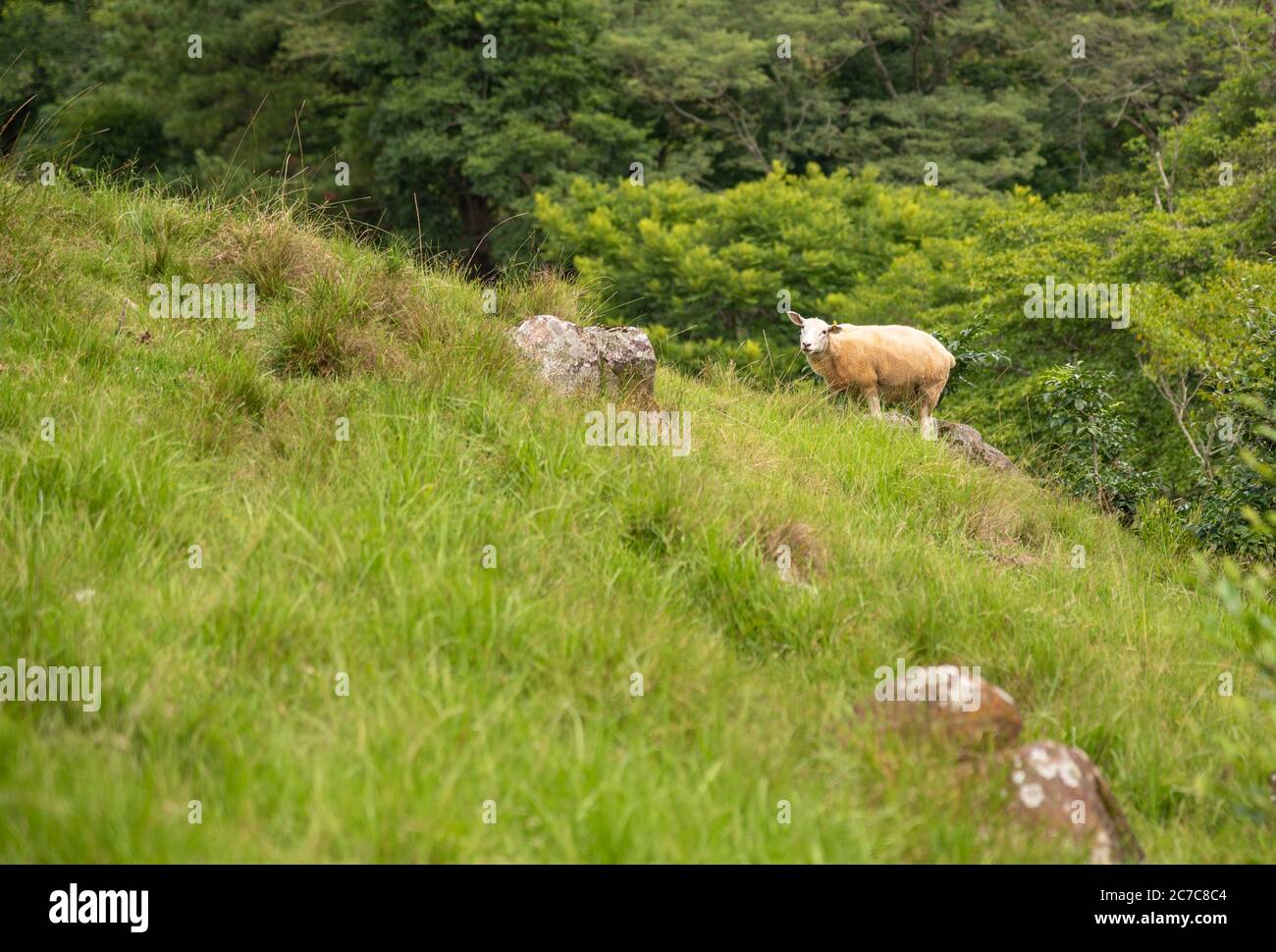Sheep of a breed originally from Uruguay with the ability to produce ...
