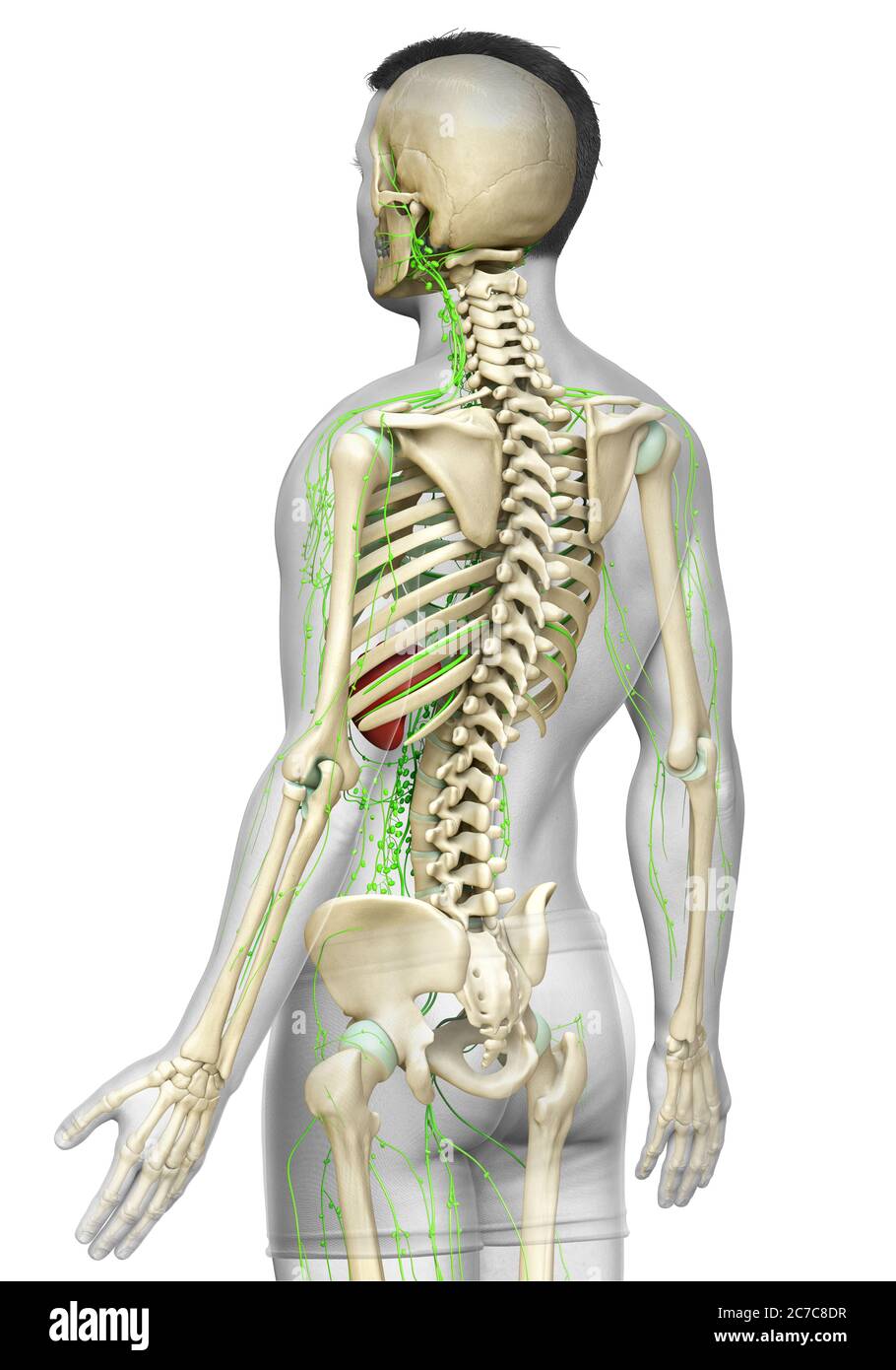 3d rendered medically accurate illustration of a male lymphatic system ...