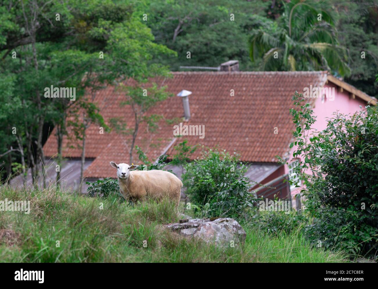 Sheep of a breed originally from Uruguay with the ability to produce ...
