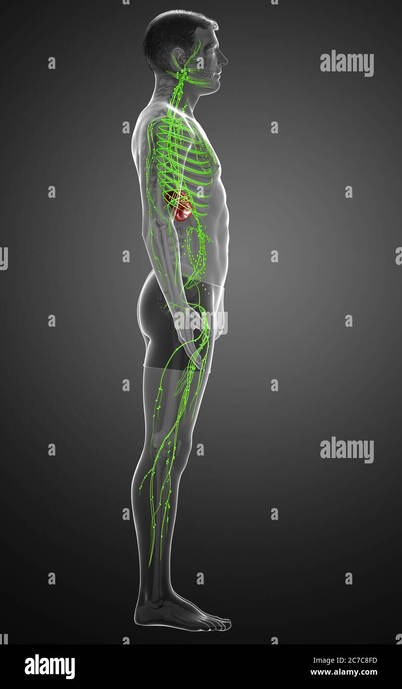 3d rendered medically accurate illustration of a male lymphatic system ...
