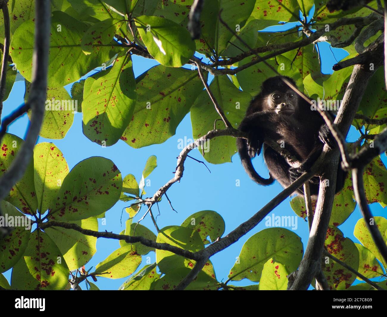 Indian black monkey hi-res stock photography and images - Alamy