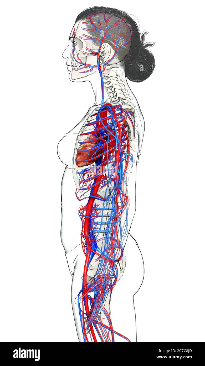 3d rendered medically accurate illustration of Female heart Stock Photo ...