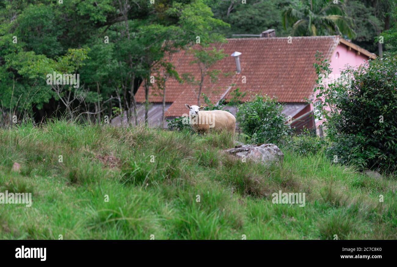 Sheep of a breed originally from Uruguay with the ability to produce ...