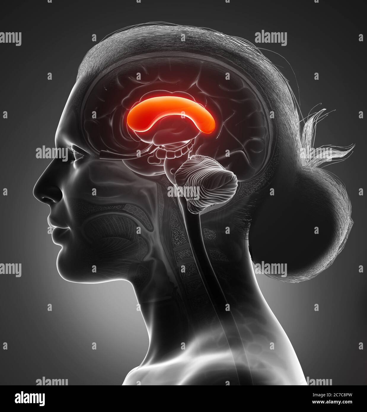 3d rendered medically accurate illustration of a female brains anatomy ...