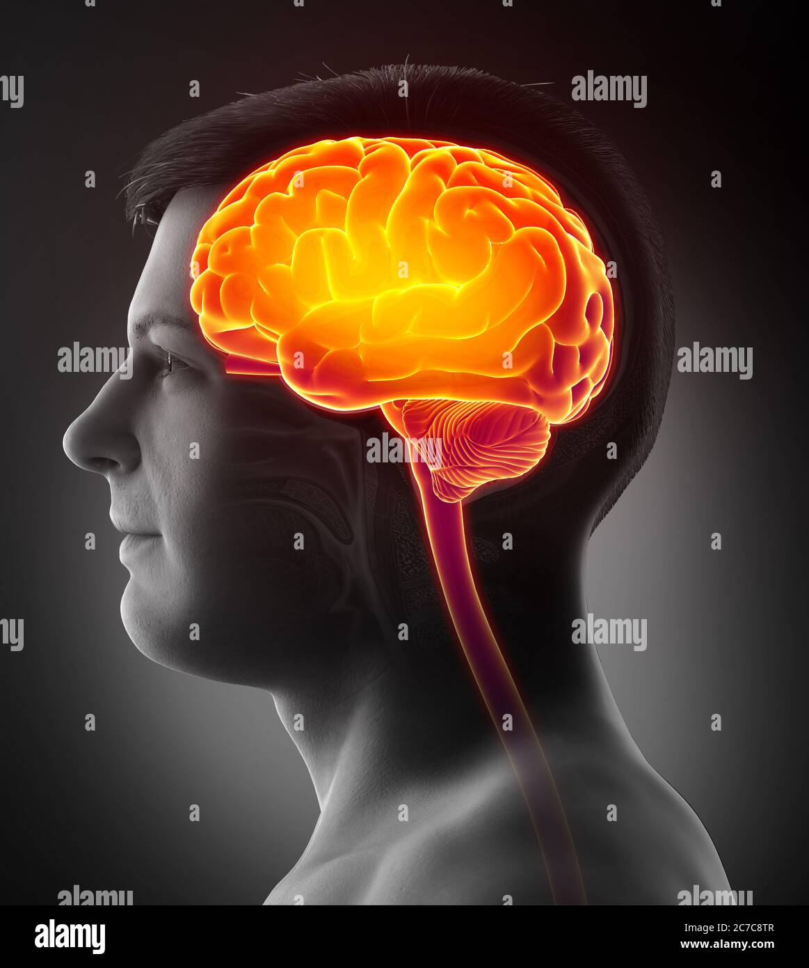 3d rendered, medically accurate illustration of a male highlighted ...