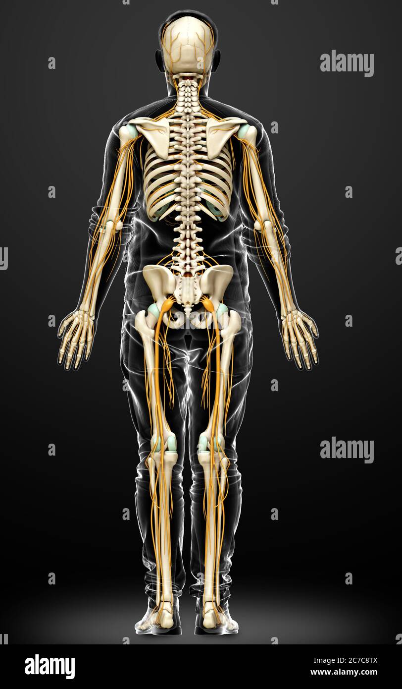 Skeletan system hi-res stock photography and images - Alamy