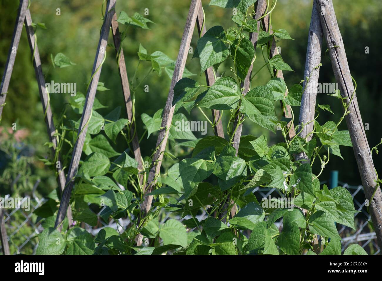 Beans stalk hi-res stock photography and images - Alamy